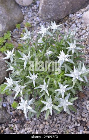 closeup of open edelweiss flowers Stock Photo - Alamy