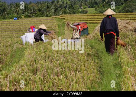 Reisernte auf Bali Stock Photo - Alamy