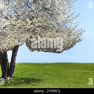 Lonely standing flowering tree. Blooming apple tree. Flowering pear ...