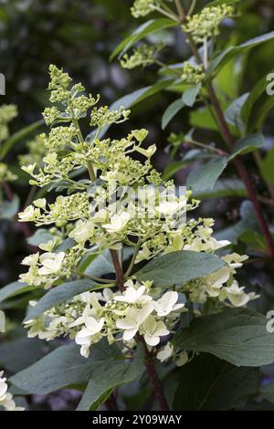 Creamy-white Panicle Hydrangea (Hydrangea paniculata 'Savill Lace ...
