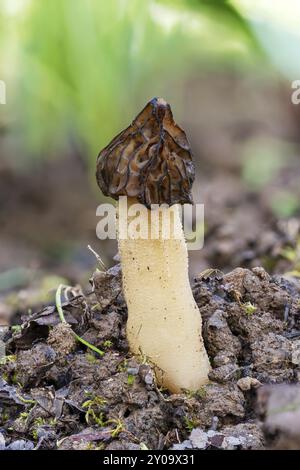 The morel mushroom Morchella semilibera grows in the forest Stock Photo ...