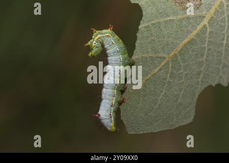 Camel toothed moth, caterpillar, Ptilodon capucina, coxcomb prominent ...