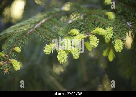 Fresh growing fir tree sprouts on branch. Nature background with ...