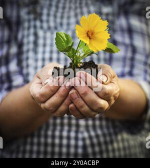 Persons hand holding out a a handful of United States of America (USA ...