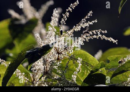 Invasive Neophyten in Deutschland Der Sommerflieder, der als invasiver ...