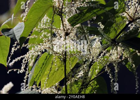 Invasive Neophyten in Deutschland Der Sommerflieder, der als invasiver ...