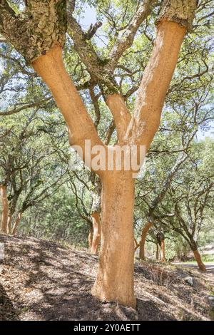 Cork oaks in a plantation on the wooded plateau near the town of ...