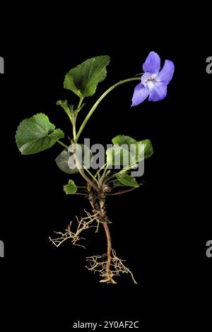 Whole blue violet plant with roots and flower Stock Photo - Alamy