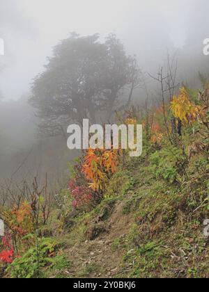 Autumn coloured trees and a Himalayan mountain Stock Photo - Alamy