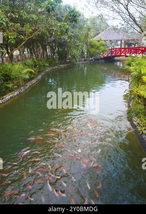 Photograph of an Asiatic carp (Cyprinus carpio), a species native to ...