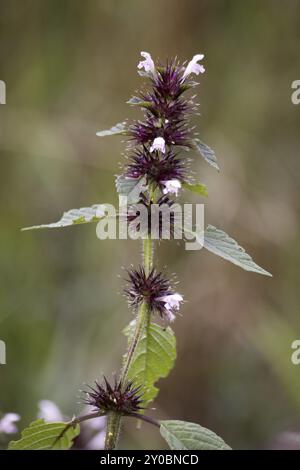 Common hollow-tooth (Galeopsis tetrahit Stock Photo - Alamy