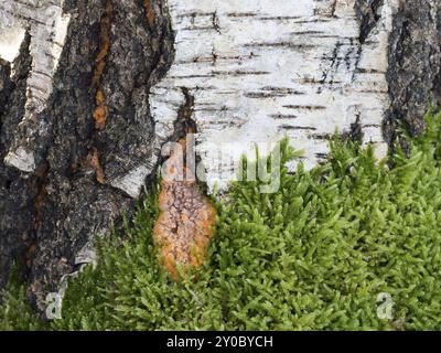 Birch trees, trunks covered with moss, at Cevallos Campsite, village of ...