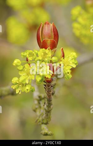Norway maple (Acer platanoides), shoot in spring, Germany, Saxony ...