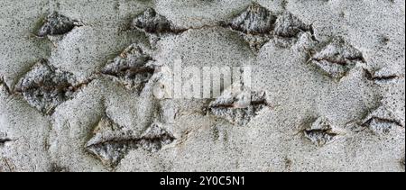 Swedish Aspen trees Populus tremula erecta and blue sky with clouds in ...