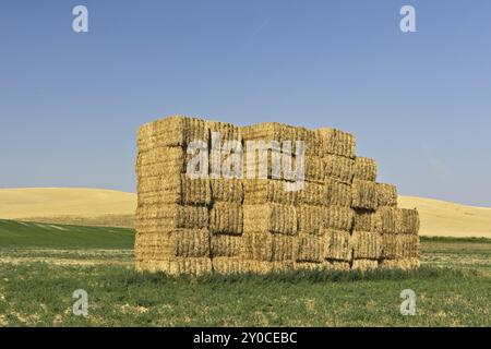 Large hay bales put in a large hay stack in north east Washington state ...