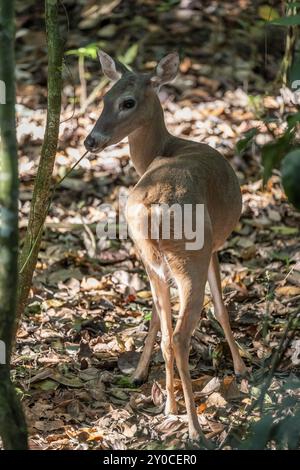 Deer in National Park Manuel Antonio, Costa Rica Stock Photo - Alamy