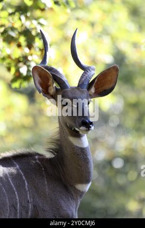 Lesser Kudu (Tragelaphus imberbis) bucks fighting, Tsavo East National ...