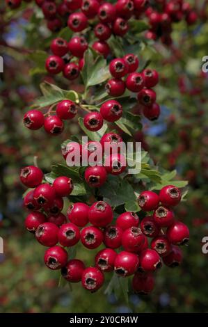 Fruits of Common hawthorn, Fruits of Common hawthorn Stock Photo - Alamy