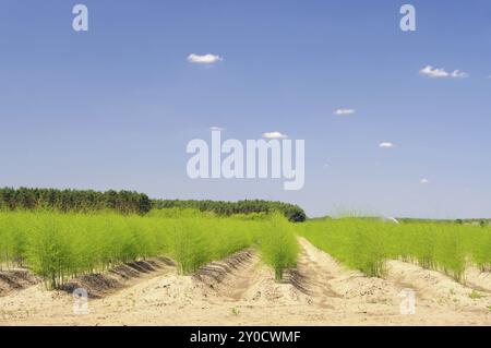 asparagus field - asparagus field 25 Stock Photo - Alamy