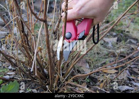 Pruning shrubs, shrub cutting Stock Photo - Alamy
