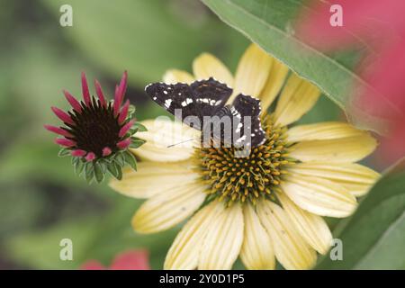 A closeup shot of a map butterfly collecting nectar from a flower Stock ...