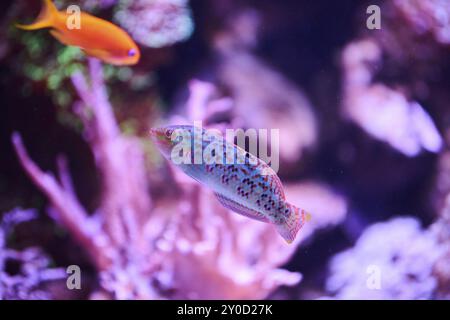 Ray-finned fish (Actinopterygii) swimming in an aquarium, Bavaria ...