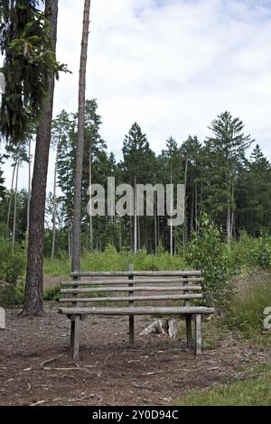 wooden bench in a spruce forest Stock Photo - Alamy
