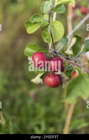 Red ripe apples hanging from a tree bransch Stock Photo - Alamy