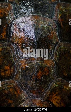 South American River Turtle (Podocnemis expansa) hatchling emerging ...
