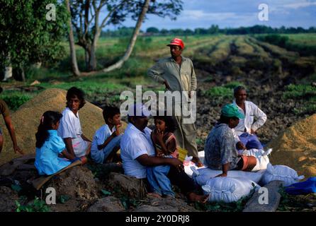 Hindustani Rice Farmers, Suriname Stock Photo - Alamy