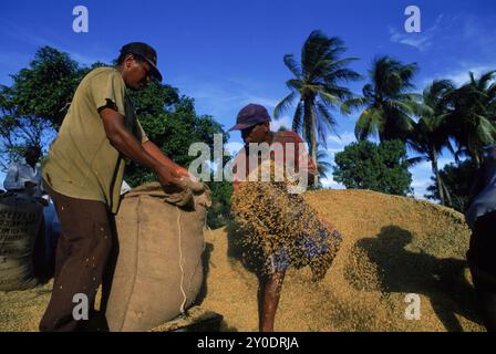 Hindustani Rice Farmers, Suriname Stock Photo - Alamy
