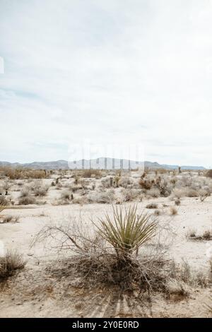 Remote desert landscape with sparse vegetation and white clouds Stock ...