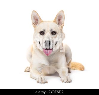 Boxsky dog. Mix Husky with boxer, Isolated on white Stock Photo - Alamy