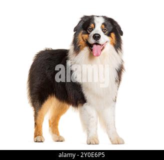 Australian shepherd dog standing isolated on white background and ...