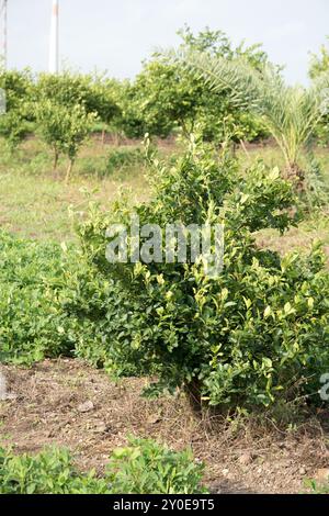 harvest, plantation, lemon tree, orchard, harvests, plantations, lemon ...