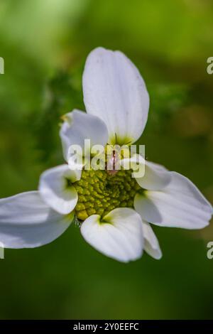 Flea Beetles (Alticini Stock Photo - Alamy