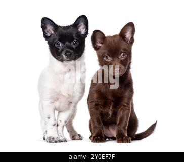 puppies Pomshi, mixedbreed Pomeranian with Shiba inu, Isolated on wite ...