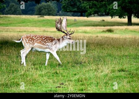 Around the UK - Fallow Deer, Tatton Park, Knutsford, Cheshire, UK Stock ...