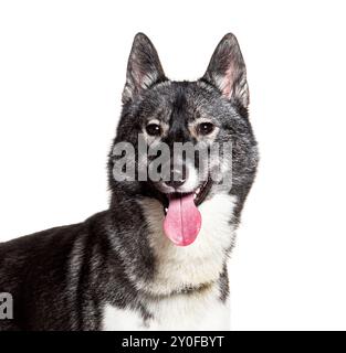 Gray husky, sticking out his tongue, sits on the green grass next to ...