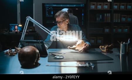 Mature archaeologist measures fossil bone with measuring tool, examines ...