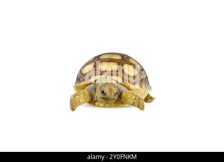 Baby Sulcata Turtle isolated on white background. turtle clipping path ...