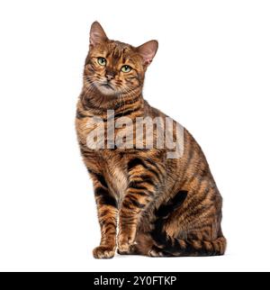 Toyger cat sitting and looking away from the camera Stock Photo - Alamy