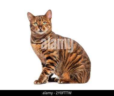 Brown Cat Fur Stock Photo - Alamy