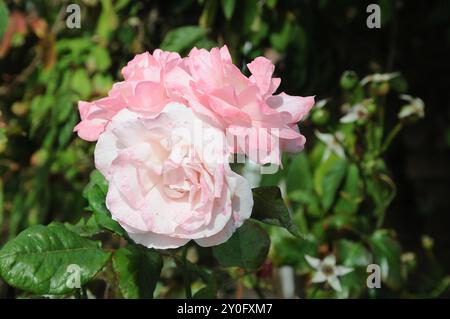 Copenhagen/ Denmark/02 September 2024/Pink rose flwoers tiny garden in ...