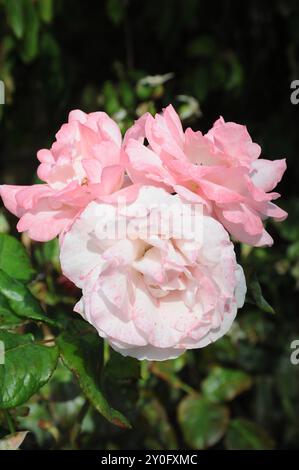 Copenhagen/ Denmark/02 September 2024/Pink rose flwoers tiny garden in ...