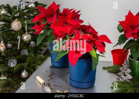 Transplanting Poinsettia Christmas Flowers into red and green pots ...