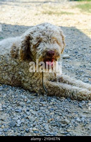 Italian lagotto white curly dog on a walk at autumn forest Stock Photo ...