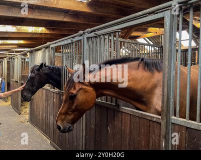 Beautiful horse standing in a stall in the modern stable Stock Photo ...