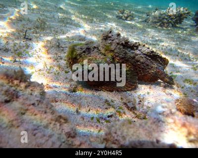 Stone fish - Synanceiidae. Ocean wart - this fish of the family ...