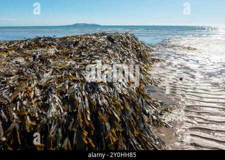 Algae growing in a dense pattern cling to a rock formation at low tide ...